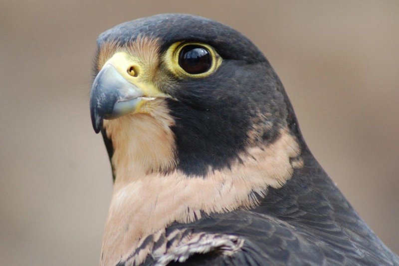 Falcon - Informações, características e curiosidades