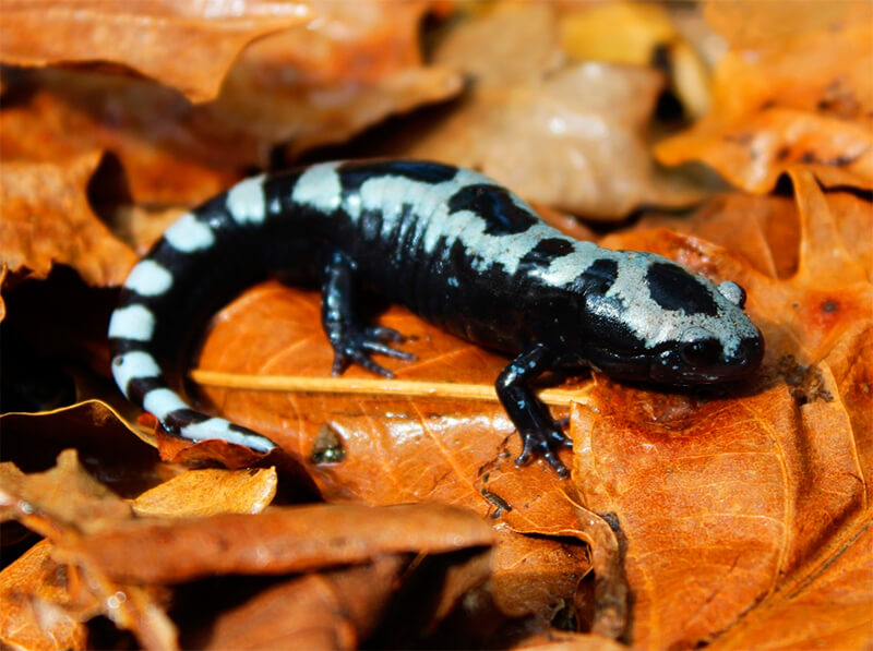 Salamandra - Informações, características e curiosidades